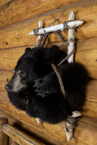 Bear Packmount (BLACK BEAR) Mannikin Head – Revolution Taxidermy