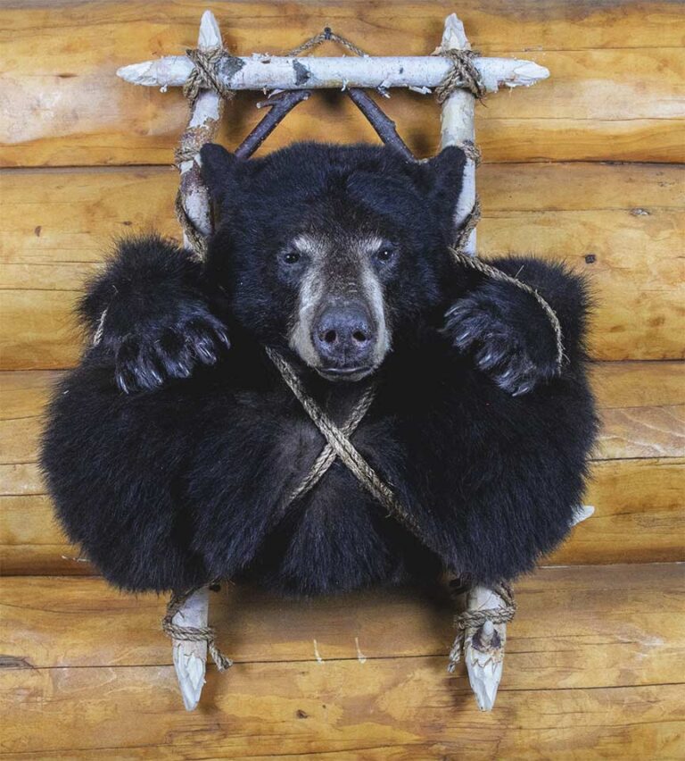 BIRCH PACKFRAME-REAL WOOD! – Revolution Taxidermy